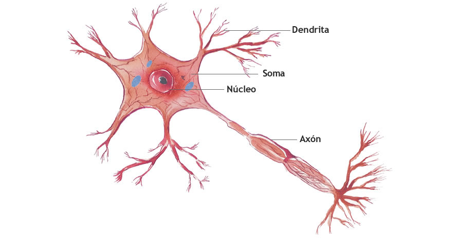 Las neuronas y la transmisión del impulso nervioso